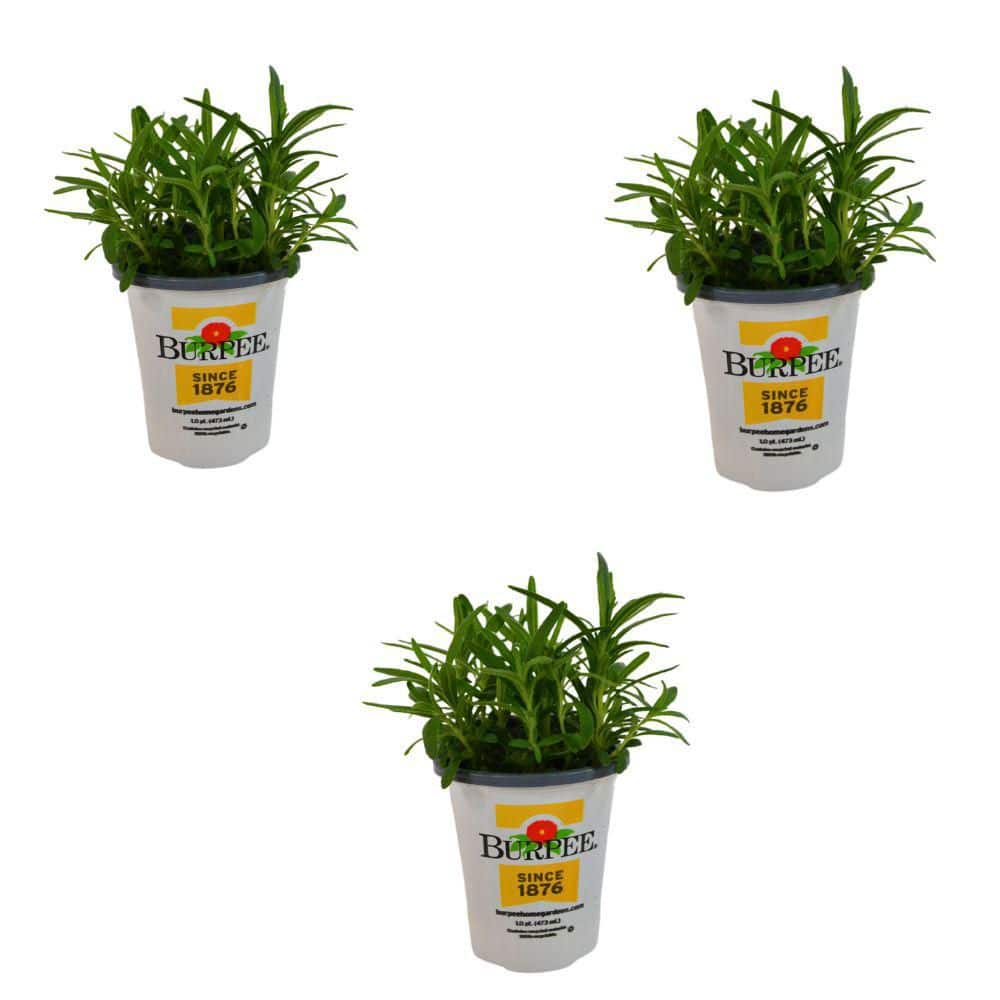 Burpee Pint Rosemary Plant-3-Pack 4804PJ - The Home Depot