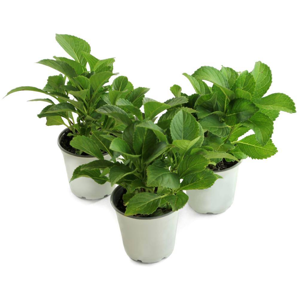 national PLANT NETWORK 4 in. Hydrangea Sweet Fantasy Shrub with Striped ...