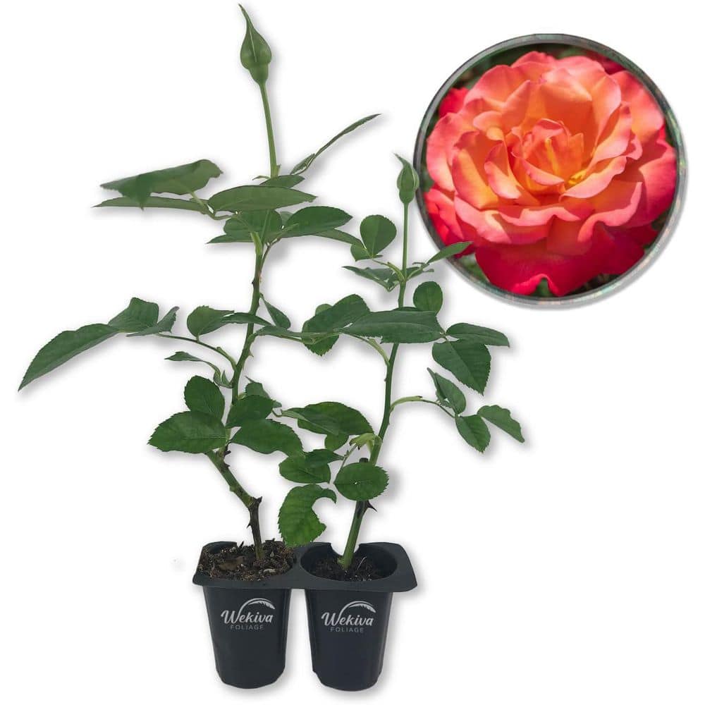 Wekiva Foliage Tuscan Sun Rose Bush-2 Live Starter Plants in 2 in. Pots ...