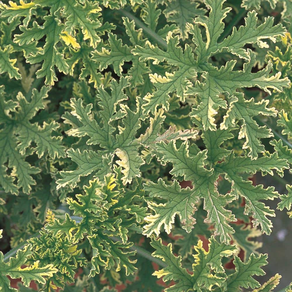 ALTMAN PLANTS 2.6 qt. Pelargonium 'Grey Lady Plymouth' Geranium 2.6 qt. Annual Plant With Pink ...