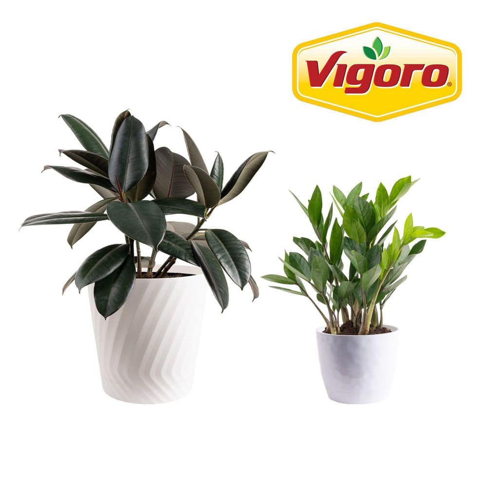 Vigoro 10 in. Rubber Burgundy and 6 in. ZZ Plant in White Decor Planter, (2 Pack) ML-BZZ-S-VPW ...
