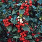 Online Orchards 1 Gal. Blue Princess Holly Shrub With Bright Red ...