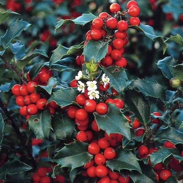 Online Orchards 1 Gal. Blue Princess Holly Shrub With Bright Red ...