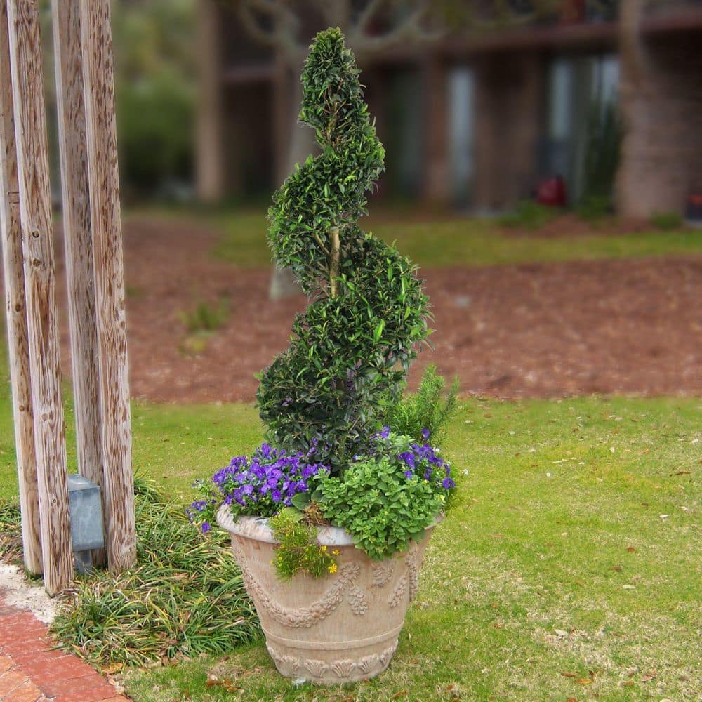 national PLANT NETWORK 3 gal. Eugenia Spiral Topiary 55 in. HD1880 ...