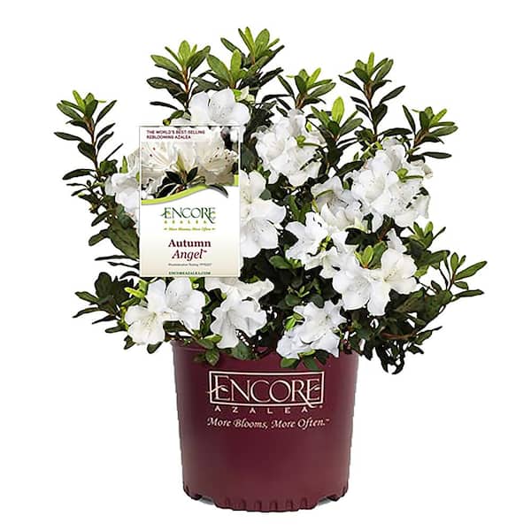 ENCORE AZALEA 3 Gal. Autumn Angel Azalea Shrub with White Flowers 13718 ...
