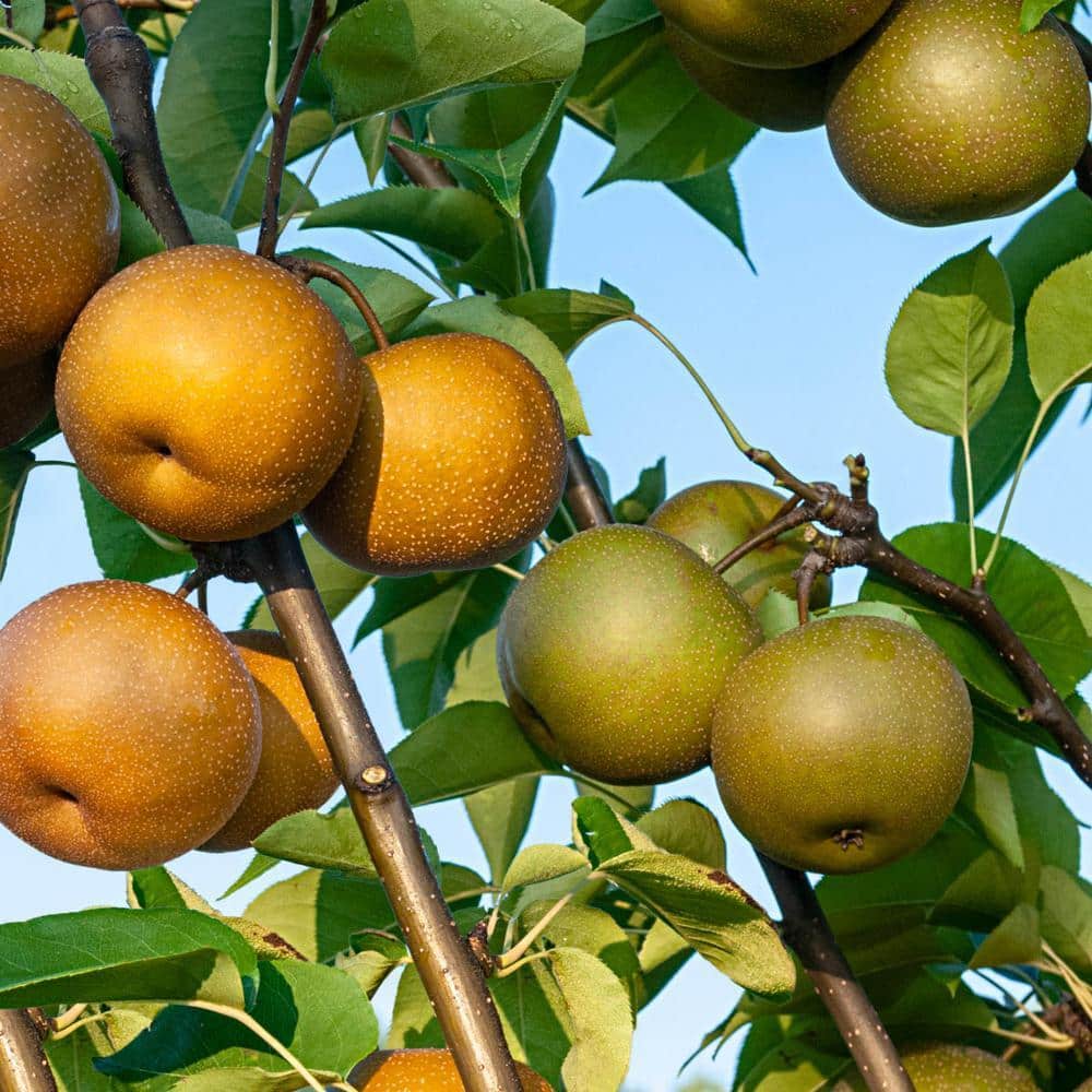 Gurney's 2-in-1 Asian Pear Dormant Bare Root Standard Fruiting Starter ...
