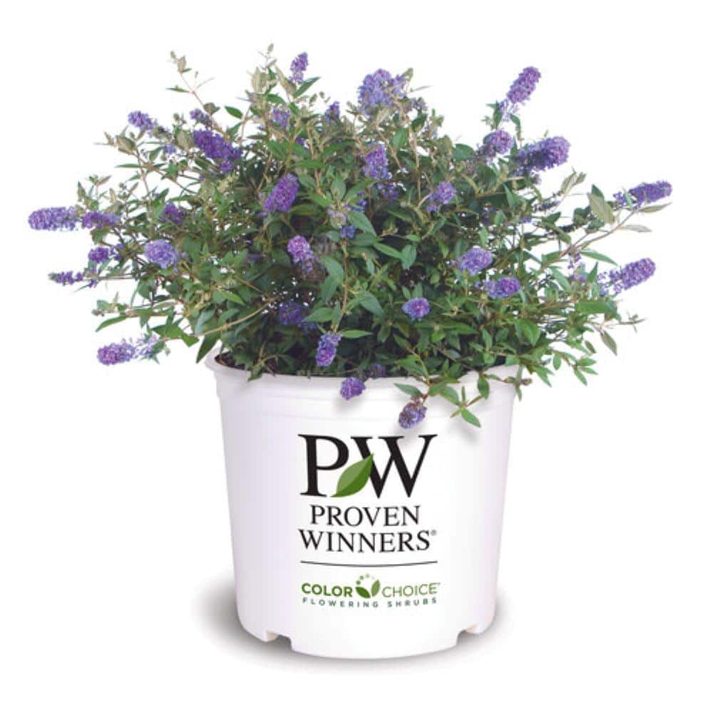 Butterly Bush 'Blue Chip' Purple #7 1006110641 - The Home Depot