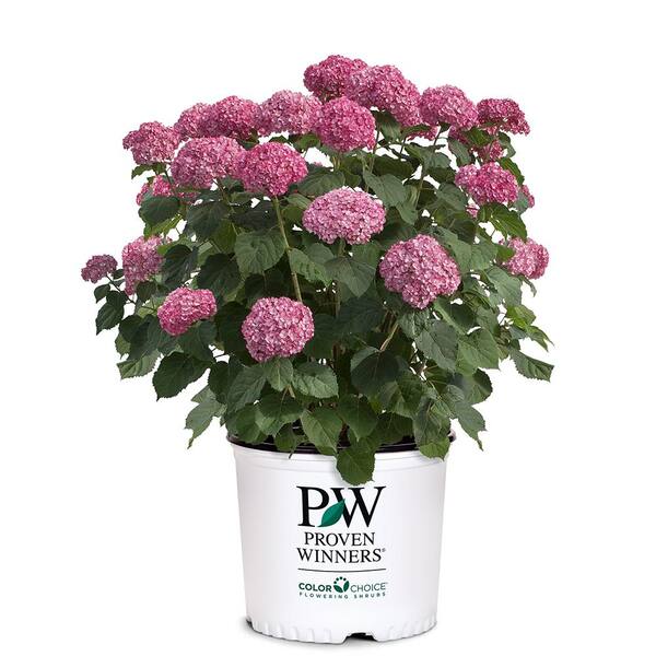 PROVEN WINNERS 2 Gal. Invincible Mini Mauvette Hydrangea Shrub with ...