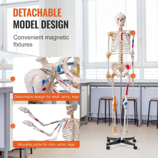 Human Skeleton Model With Muscles