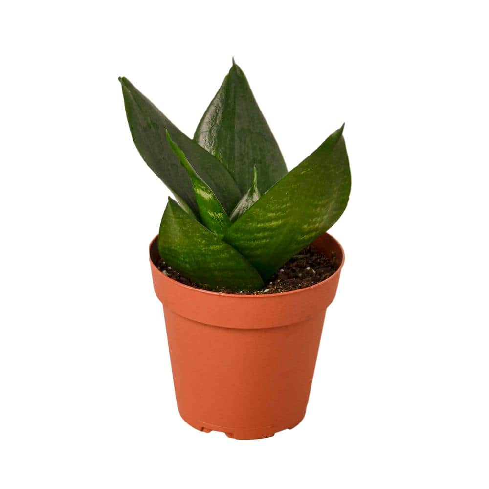PPC INTERNATIONAL LLC Snake Plant Jade (Sansevieria Hahnii) Plant in 4 ...