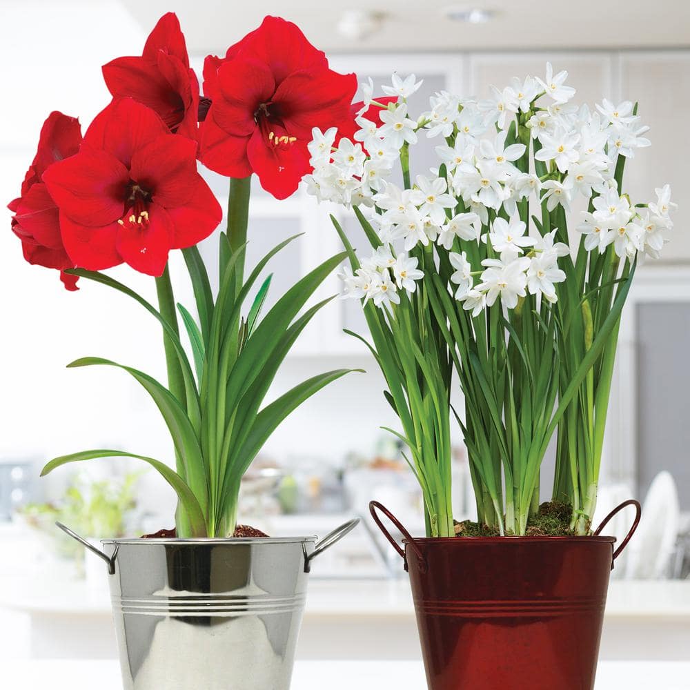 VAN ZYVERDEN Holiday Amaryllis and Paperwhite Duo (2-Pack) Kits with 5 ...