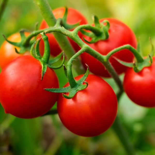 Fresh Tomatoes With Plant