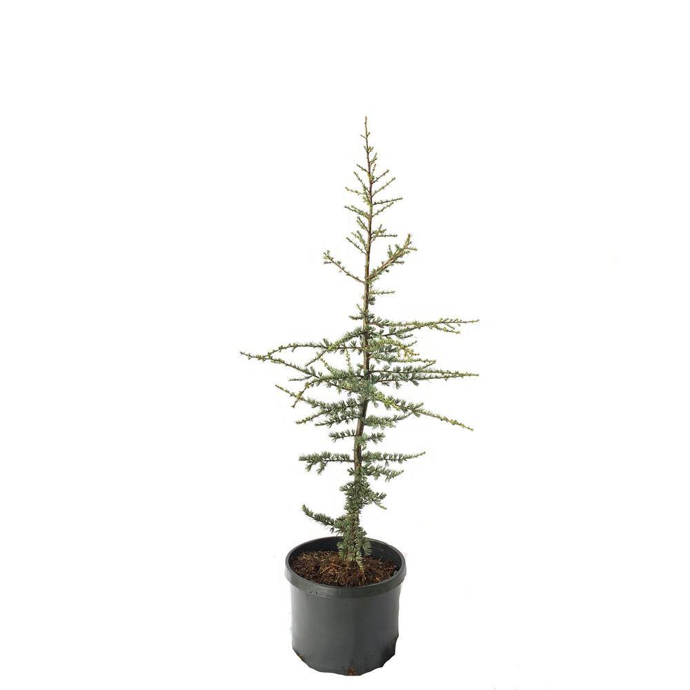 #25 Cedar Blue Atlas Tree 1001492962 - The Home Depot