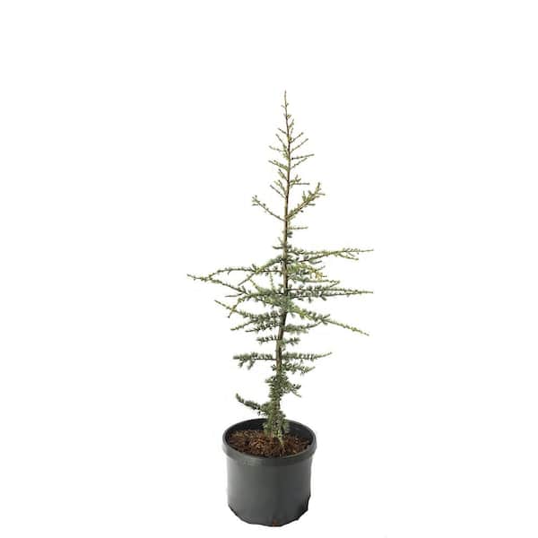 #20 Cedar Blue Atlas Tree 1001808951 - The Home Depot