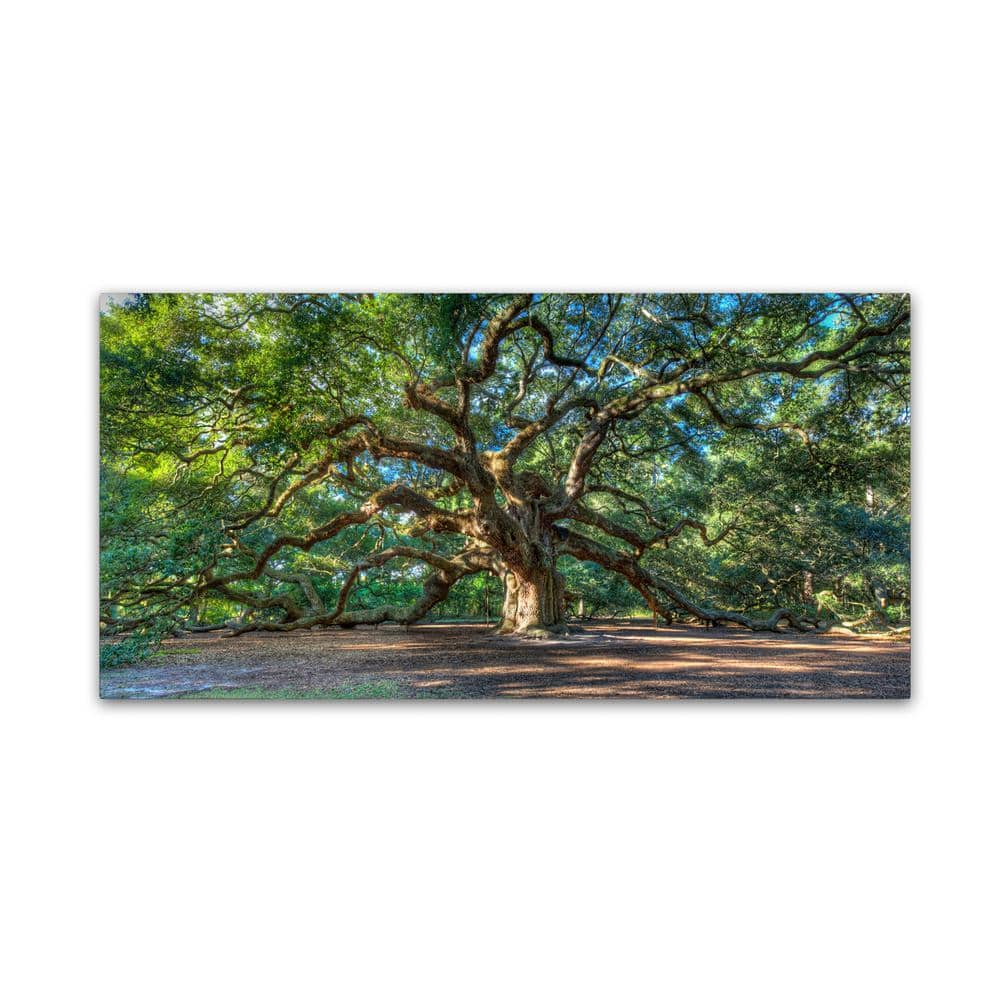 Reviews for Trademark Fine Art 16 in. x 32 in. Angel Oak Charleston ...