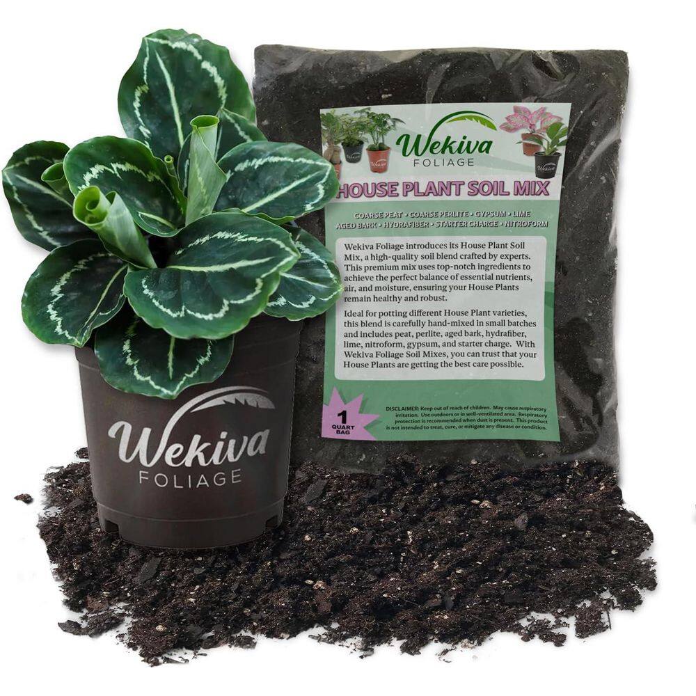 Wekiva Foliage Calathea Green Lipstick and Soil Mix Combo-Live Plant in ...