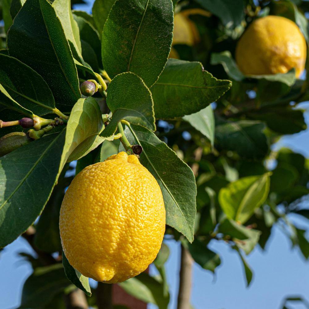 Alder & Oak #5 container Eureka Lemon Standard Evergreen Tree EULA03 ...