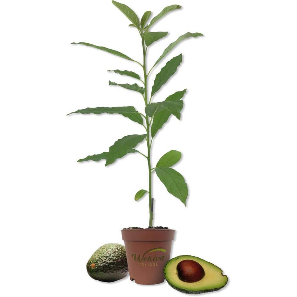 Wekiva Foliage Avocado Tree-Live Tree in a 4 Inch Pot-Persea Americana ...