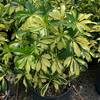 OnlinePlantCenter 3 gal. Trinette Schefflera Shrub S801G3 - The Home Depot