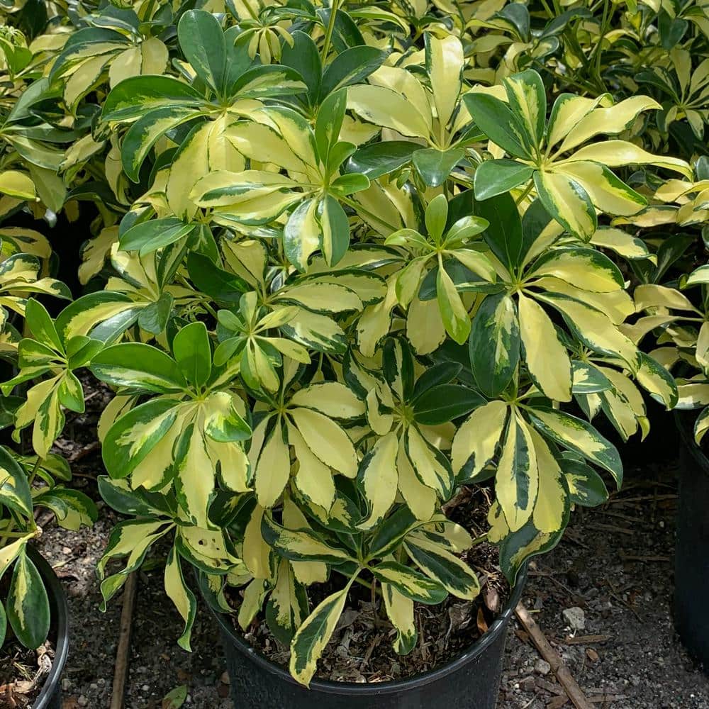 OnlinePlantCenter 3 gal. Trinette Schefflera Shrub S801G3 - The Home Depot