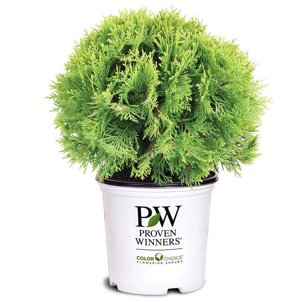 PROVEN WINNERS 2 Gal. Anna's Magic Ball Arborvitae Evergreen Shrub ...