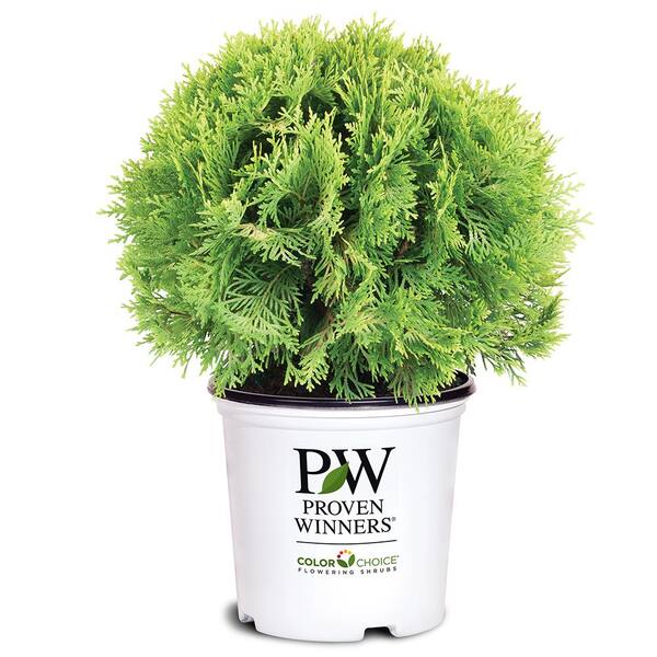 PROVEN WINNERS 2 Gal. Anna's Magic Ball Arborvitae Evergreen Shrub ...