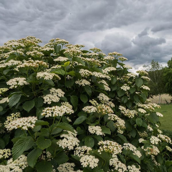 DIRECT GARDENING 1 Gal. Pot, Autumn Jazz Viburnum Potted Flowering ...