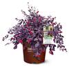 SOUTHERN LIVING 5 Gal. Red Diamond Loropetalum Shrub with Burgundy ...