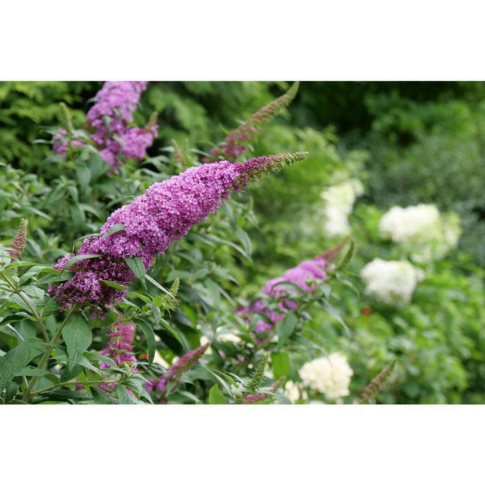 PROVEN WINNERS 1 Gal. Pugster Pinker Butterfly Bush (Buddleia) Live ...