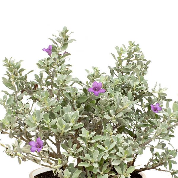 Texas Sage Silver Star
