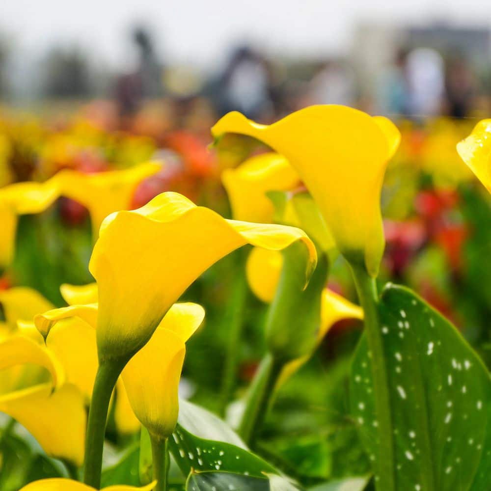 national PLANT NETWORK Calla Lily Sun Club Plant Bulb (25-Pack) HD2646 ...