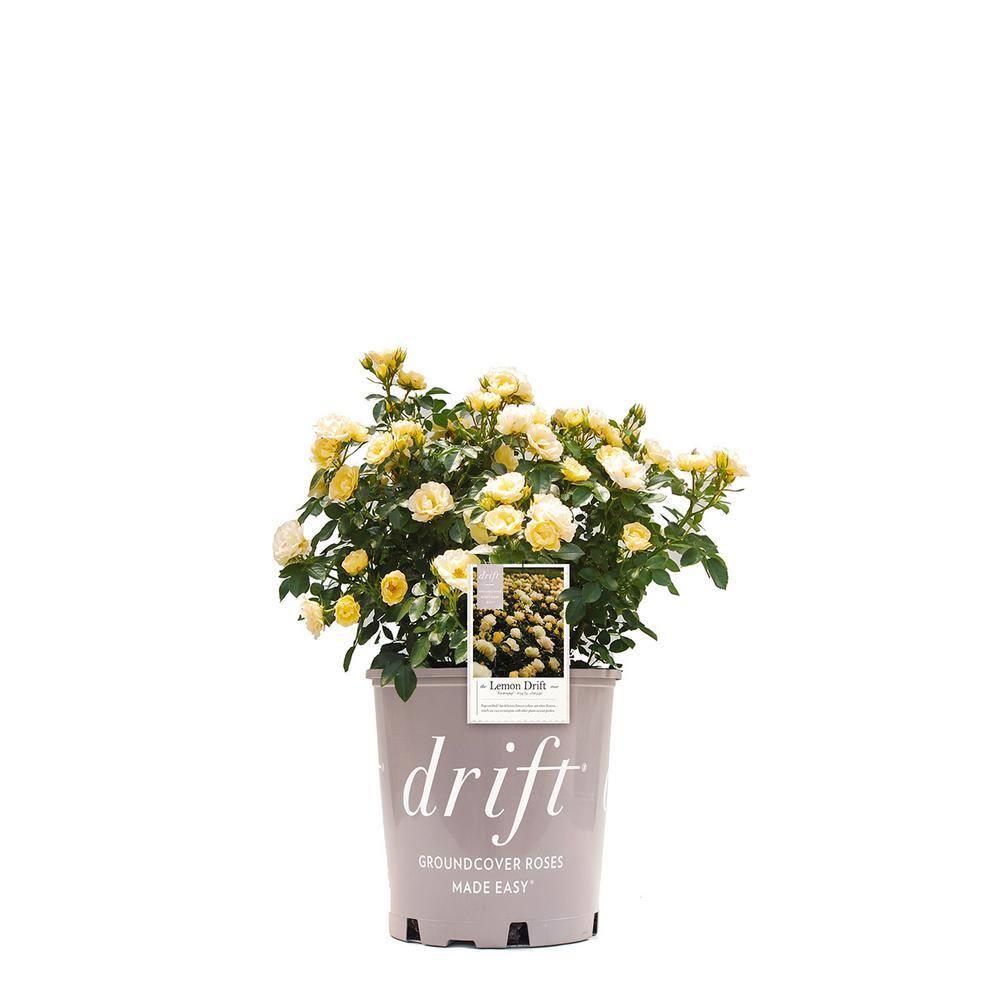 Drift 1 Gal. Lemon Drift Rose Bush with Bright Yellow Flowers in Grower ...