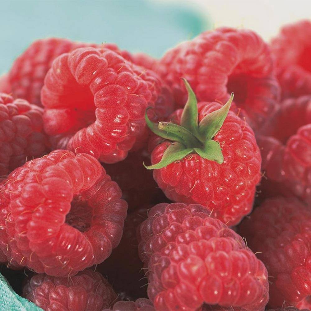 Gurney's Caroline Raspberry Rubus Live Bareroot Fruiting Plant (1-Pack ...