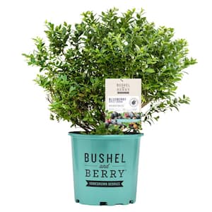 BELL NURSERY 3 Gal. Bluebell Grape Live Fruiting Vine Plant Purple-Blue ...