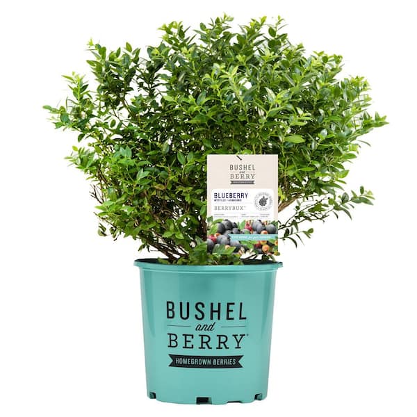 BUSHEL AND BERRY 2 Gal. Bushel and Berry BerryBux Blueberry Live Plant ...