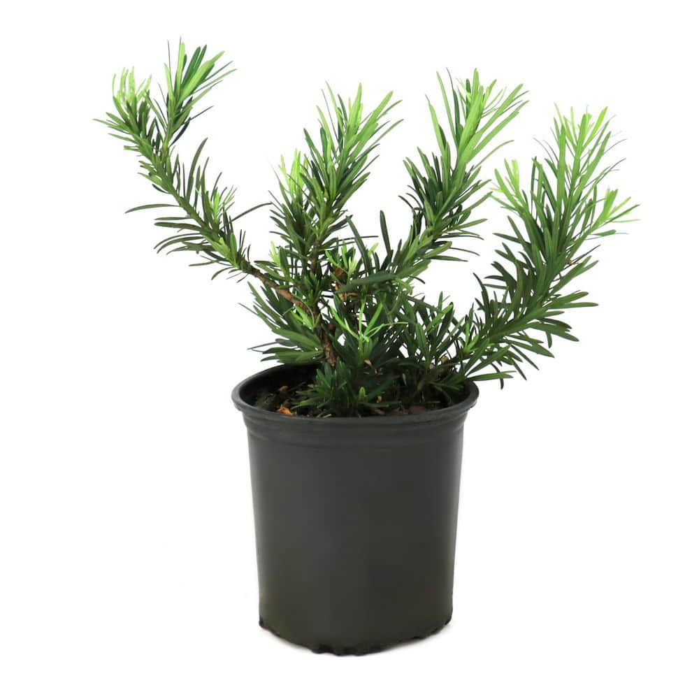 national PLANT NETWORK 1 gal. Podocarpus Low Rider Shrub HD2898 - The ...