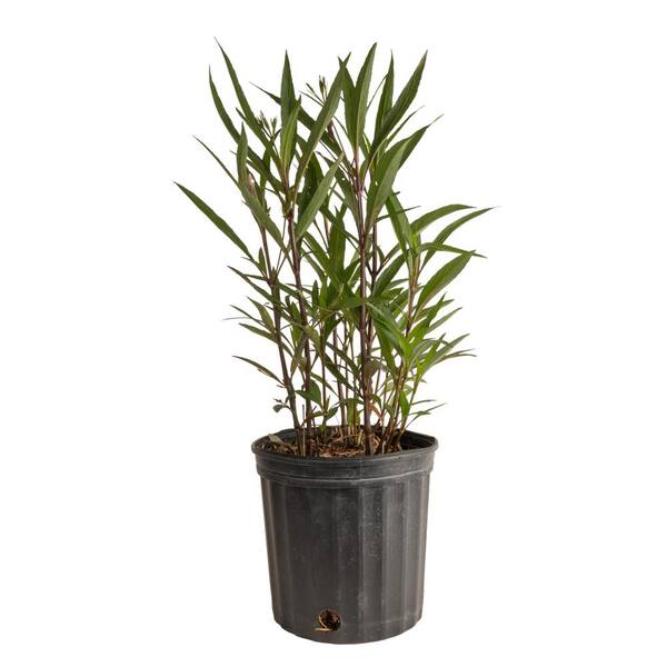 Costa Farms 10 in. Outdoor Purple Ruellia Plant in Grower Pot, Avg ...