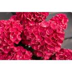 National Plant Network 2.5 Qt. Akadama Hydrangea with Red Blooms HD1317