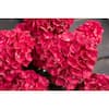 national PLANT NETWORK 2.5 Qt. Akadama Hydrangea with Red Blooms HD1317 ...