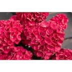 national PLANT NETWORK 2.5 Qt. Akadama Hydrangea with Red Blooms HD1317 ...