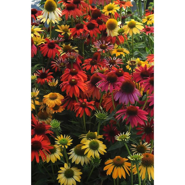 Have a question about BELL NURSERY 3 Gal. Cheyenne Spirit Echinacea ...