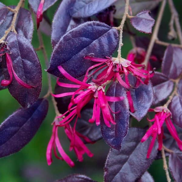 Loropetalum Chinense Purple Majesty