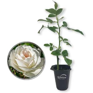Wekiva Foliage Moondance Rose Bush-Live Starter Plant in a 2 Inch ...
