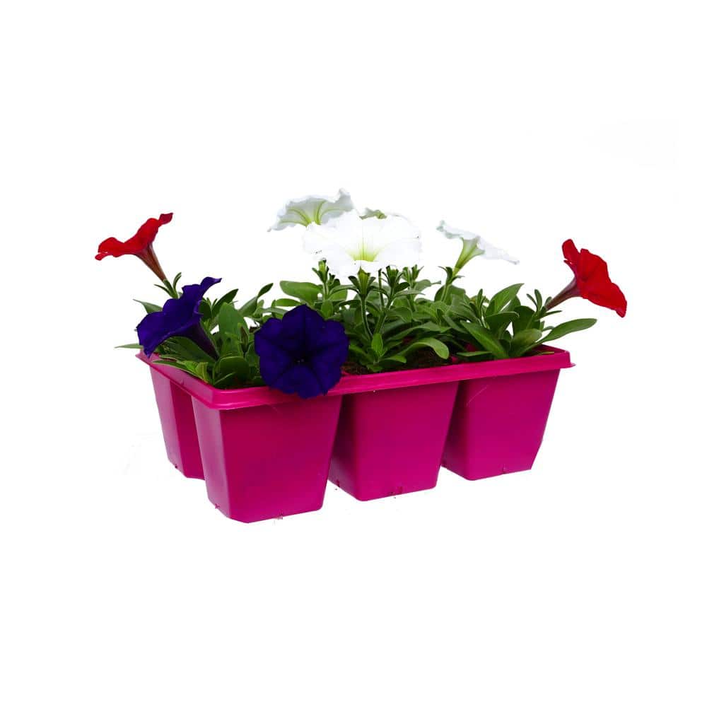 EASY WAVE 6-Pack The Flag Mix Easy Wave Petunia Annual Plant with Red ...
