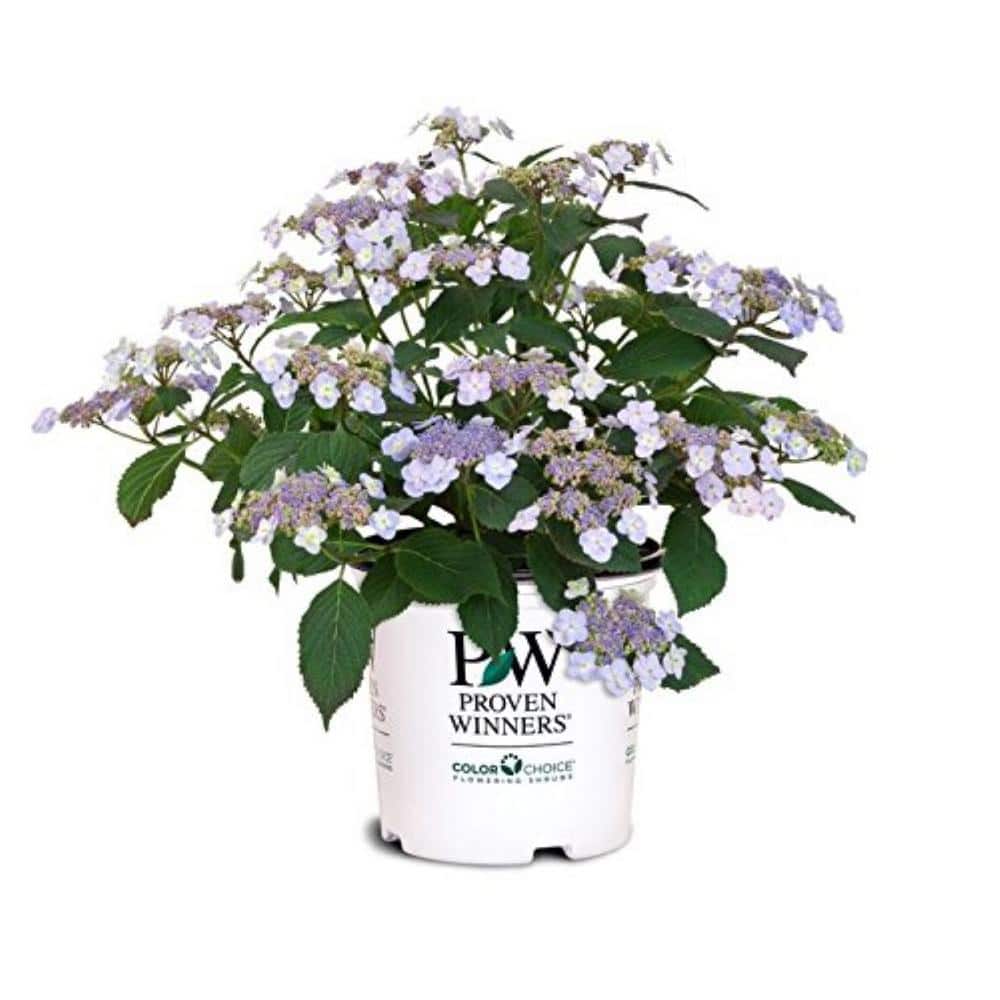 PROVEN WINNERS 3 Gal. Tiny Tuff Stuff Mountain Hydrangea, Live Plant ...