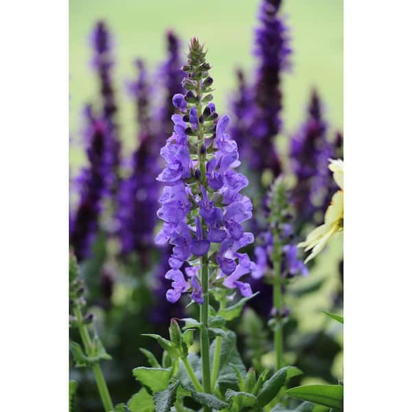 Salvia Weed Strain