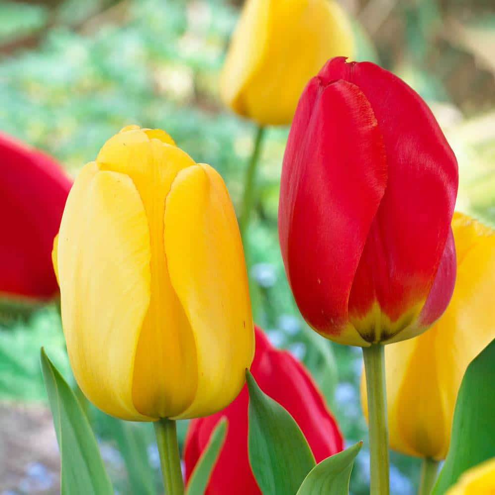 Garden State Bulb 12/ cm, Yellow and Red Mix Darwin Hybrid Tulip Flower ...