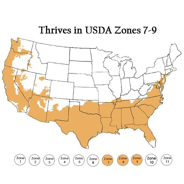 Hardiness Zone Tree Pawpaw Crepe Myrtle, Crape Myrtle, Map,, 57% OFF