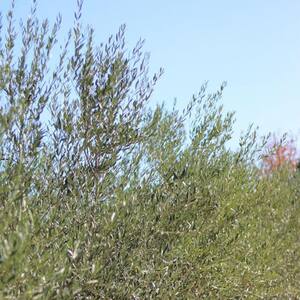 Olive Tree - Trees - Outdoor Plants - The Home Depot