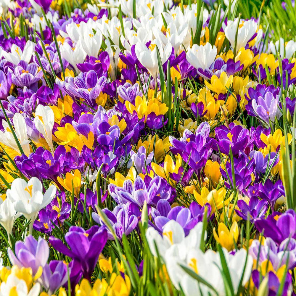 Van Bourgondien Multi-Colored Giant Crocus Dormant Spring Flowering ...